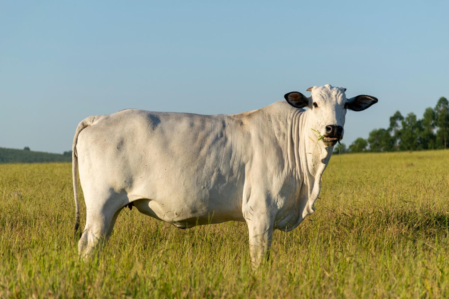Gado de Corte no Brasil - Guia completo